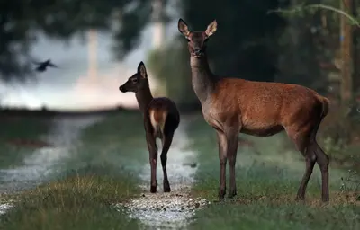 Natural fawn killer: US judge sentences poacher to “Bambi” viewings
