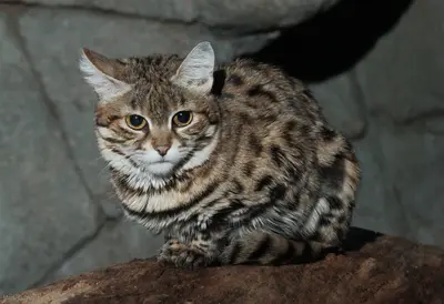 Big plan afoot to help save Africa’s smallest wildcat