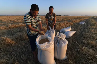 Tunisia struggles to grow more wheat as Ukraine war bites