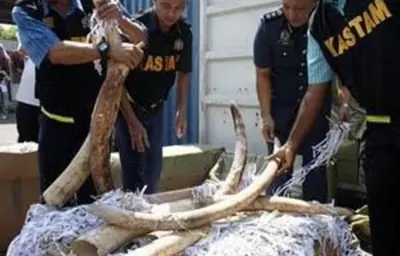 Call for ban on ivory trade after Cape Town shipment seized