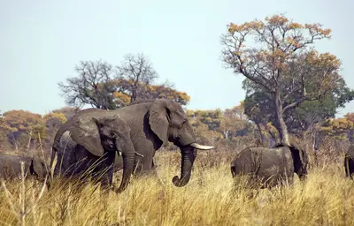 Police fingered for taking bribes in Hwange poisoning
