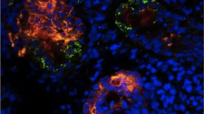Disgraced researcher fails to replicate stem cell results