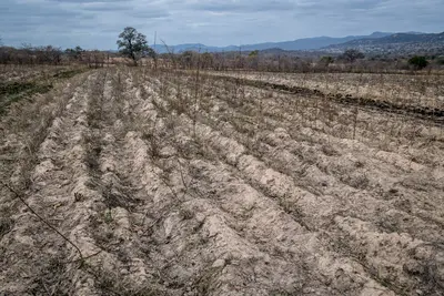 State to lease more land to emerging farmers