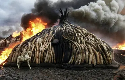 African countries still sharply divided over ivory trade