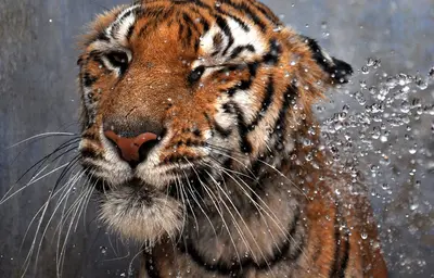 Fury over ‘tame’ tiger’s finger snack