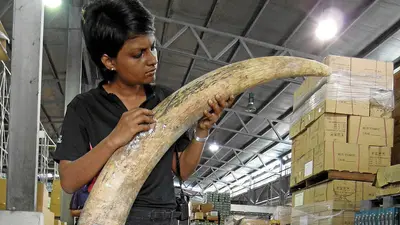 Outrage at Japan’s ivory sales