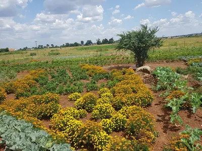 Urban agriculture can improve livelihoods and food systems in the city