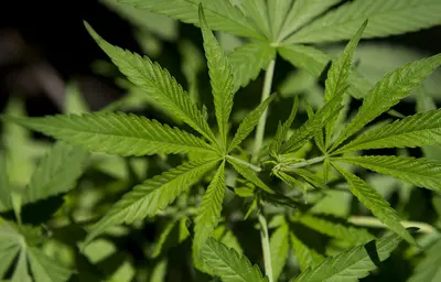 Pupils Speak Out: Popularity and smoking weed