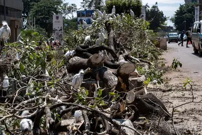 Kampala’s tree felling is endangering egrets and biodiversity