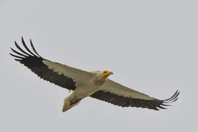 What’s behind the vulture poisonings in Kruger and Chobe parks?