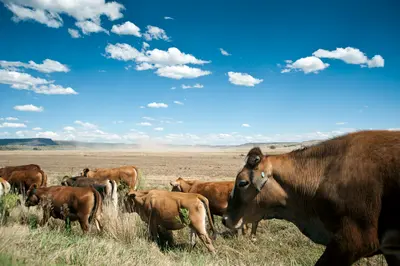 SA’s agricultural fortunes contracted in second quarter but a recovery ...